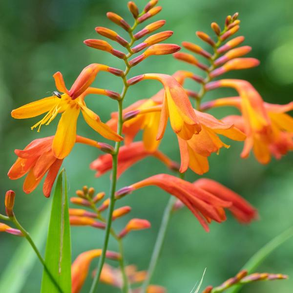 商品発送元："ITANSE農園セレクト通販"Healthy Herb &amp; Plants &amp; Foフラワー・ガーデニング、ガーデニング、苗物、花【品種特徴】 鮮やかなオレンジ?赤の小さな花がトーチのように連なる、南アフリカ原産...