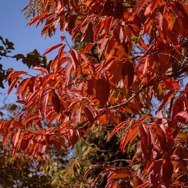 商品発送元："ITANSE農園セレクト通販"Healthy Herb &amp; Plants &amp; Foフラワー・ガーデニング、植木・盆栽・果樹【品種特徴】オキシデンドラム アルボレウムは、「ニシキギ」「ニッサ(シルバチカ)」と並ぶ...