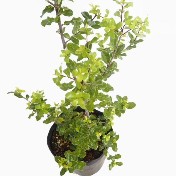 商品発送元："ITANSE農園セレクト通販"Healthy Herb &amp; Plants &amp; Foフラワー・ガーデニング、植木・盆栽・果樹【品種特徴】ピットスポルムは、厚みのある小さな葉が、細かく茂ることから、観賞用の低木とし...