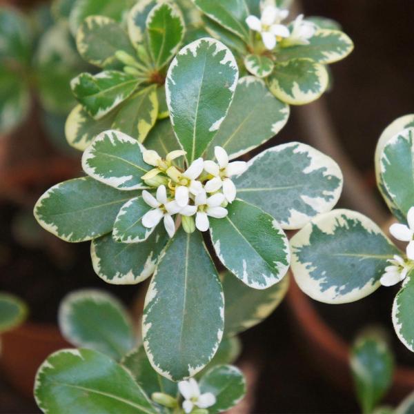 商品発送元："ITANSE農園セレクト通販"Healthy Herb &amp; Plants &amp; Foフラワー・ガーデニング、植木・盆栽・果樹【品種特徴】ピットスポルムは、ニュージーランド原産のトベラの仲間で、おしゃれな雰囲気の低...