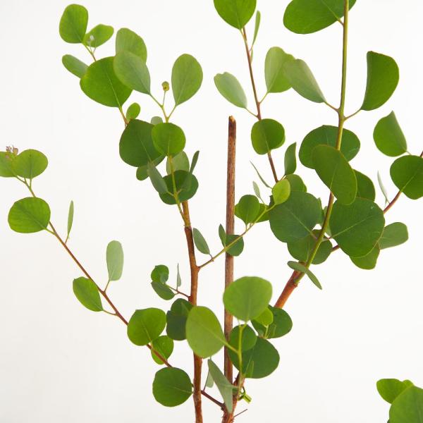 商品発送元："ITANSE農園セレクト通販"Healthy Herb &amp; Plants &amp; Foフラワー・ガーデニング、植木・盆栽・果樹【品種の特徴】ユーカリ オービフォリアは、ハート型の葉が特徴的なユーカリです。ハートリー...