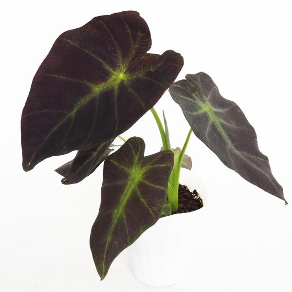商品発送元："ITANSE農園セレクト通販"Healthy Herb &amp; Plants &amp; Foフラワー・ガーデニング、観葉植物【品種特徴】コロカシア イラストリスは、独特の葉色とハート型の大きな葉が特徴のサトイモ科の宿根草...