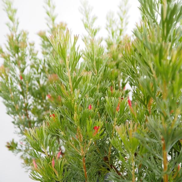 商品発送元："ITANSE農園セレクト通販"Healthy Herb &amp; Plants &amp; Foフラワー・ガーデニング、植木・盆栽・果樹【品種特徴】アデナンサス カニングハミーは、半匍匐(ほふく)性のシルバー色をした葉と、紅...