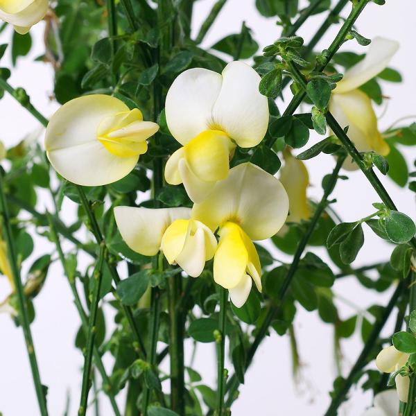 商品発送元："ITANSE農園セレクト通販"Healthy Herb &amp; Plants &amp; Foフラワー・ガーデニング、植木・盆栽・果樹【品種特徴】 ほほえみは、通常のエニシダといえば黄色い花ですが、薄いレモンイエローと黄色...