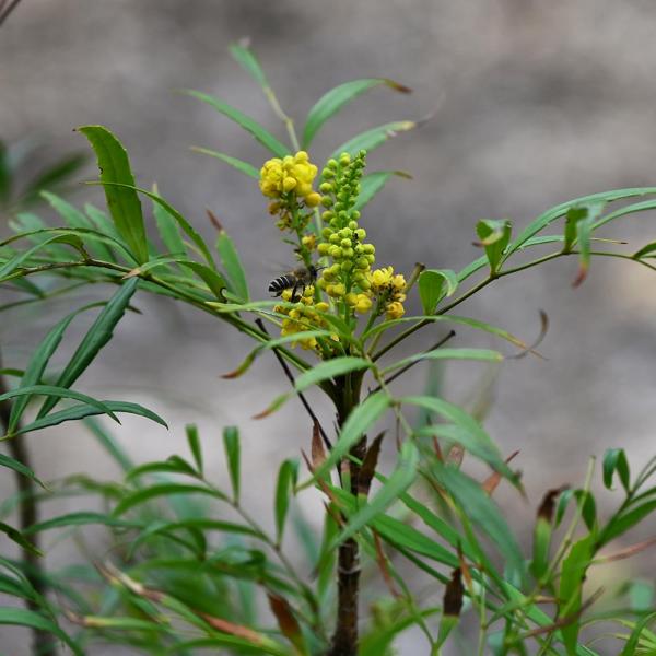 商品発送元："ITANSE農園セレクト通販"Healthy Herb &amp; Plants &amp; Foフラワー・ガーデニング、植木・盆栽・果樹【品種特徴】 マホニア コンフーサは、日陰に強く、花の少ない晩秋から初冬に黄色い花を咲か...
