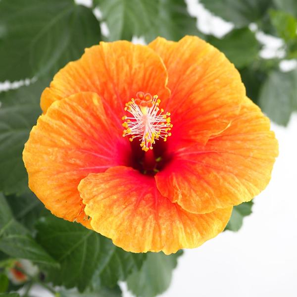 商品発送元："ITANSE農園セレクト通販"Healthy Herb &amp; Plants &amp; Foフラワー・ガーデニング、植木・盆栽・果樹【PVP登録品種/海外への持出や営利目的の増殖は禁止されています】【品種特徴】アポロガー...