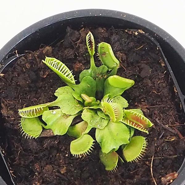 商品発送元："ITANSE農園セレクト通販"Healthy Herb &amp;amp; Plants &amp;amp; Foフラワー・ガーデニング、観葉植物【品種特徴】希少なハエトリソウの品種物で、流通量が非常に少ないです。オロシガネは...