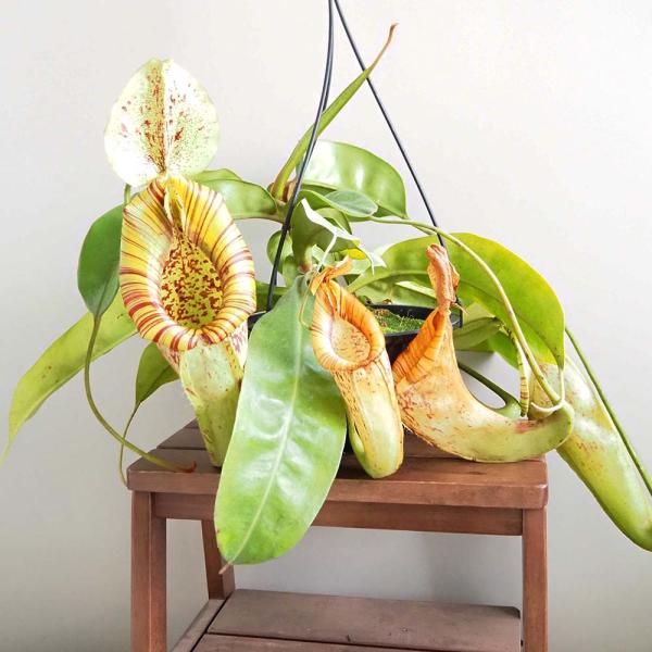 商品発送元："ITANSE農園セレクト通販"Healthy Herb &amp; Plants &amp; Foフラワー・ガーデニング、観葉植物【品種特徴】ダイエリアナは、ウツボカズラ属の中でも特に大型の交配種で、観賞用としても非常に人気の...