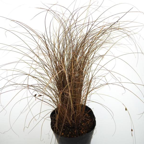 商品発送元："ITANSE農園セレクト通販"Healthy Herb &amp; Plants &amp; Foフラワー・ガーデニング、ガーデニング、苗物、花【品種特徴】カレックス ブロンズカールは、ニュージーランド原産の美しいグラス植物で...