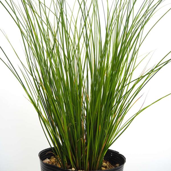 商品発送元："ITANSE農園セレクト通販"Healthy Herb &amp; Plants &amp; Foフラワー・ガーデニング、ガーデニング、苗物、花【品種特徴】 カレックス キウイは、ニュージーランド原産の美しいグラス植物です。 ...