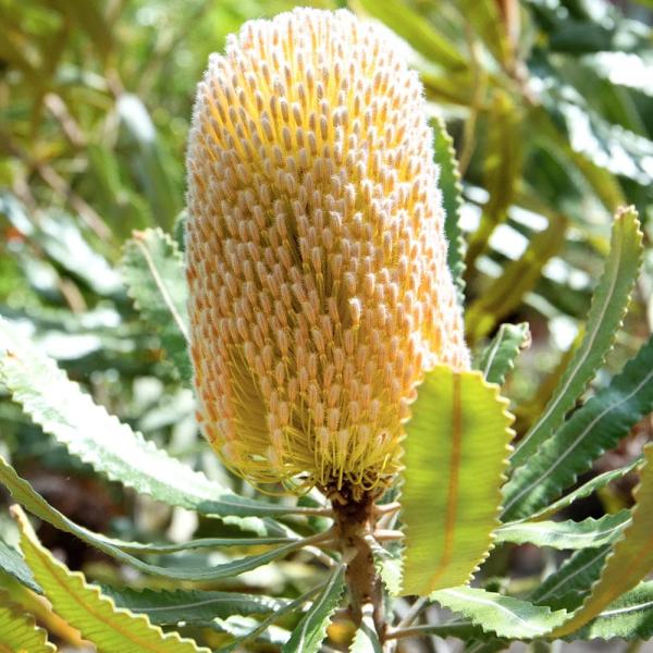 商品発送元："ITANSE農園セレクト通販"Healthy Herb &amp; Plants &amp; Foフラワー・ガーデニング、植木・盆栽・果樹【品種特徴】 バンクシア セラータは、クリーム色〜黄色をしたブラシ状の独特の形状をした花...