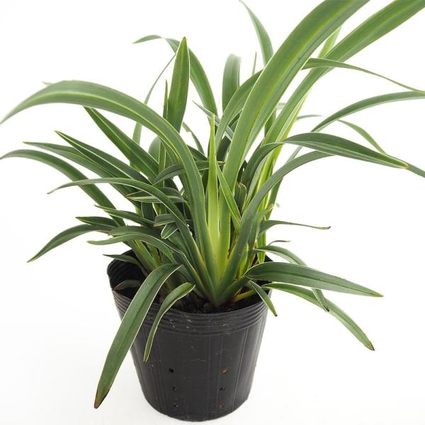 商品発送元："ITANSE農園セレクト通販"Healthy Herb &amp; Plants &amp; Foフラワー・ガーデニング、ガーデニング、苗物、花【PVP出願予定品種/海外への持出や営利目的の増殖は禁止されています】【品種特徴】...