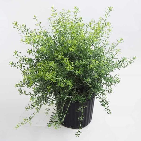 商品発送元："ITANSE農園セレクト通販"Healthy Herb &amp; Plants &amp; Foフラワー・ガーデニング、ガーデニング、苗物、花【品種特徴】モーニングライトとは、縁葉にクリーム色の斑が入るウエストリンギア品種で...