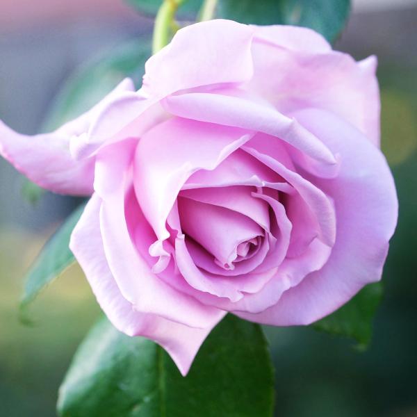 商品発送元："ITANSE農園セレクト通販"Healthy Herb &amp; Plants &amp; Foフラワー・ガーデニング、植木・盆栽・果樹【品種特徴】紫薔薇の歴史的名花ハイブリッドティーローズ「ブルームーン」の枝変わり種で、つ...