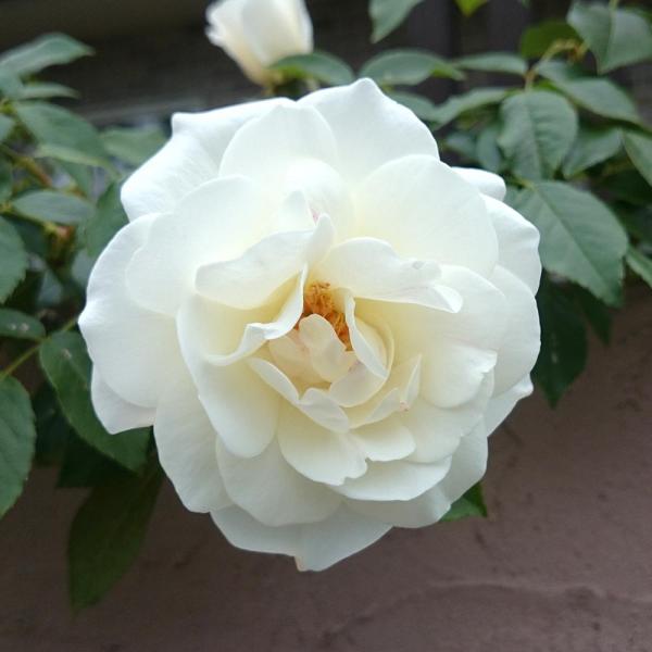 商品発送元："ITANSE農園セレクト通販"Healthy Herb &amp; Plants &amp; Foフラワー・ガーデニング、植木・盆栽・果樹【品種特徴】アイスバーグは、つる性品種で、日陰をものともしない丈夫さと、強い耐病性を併せ...