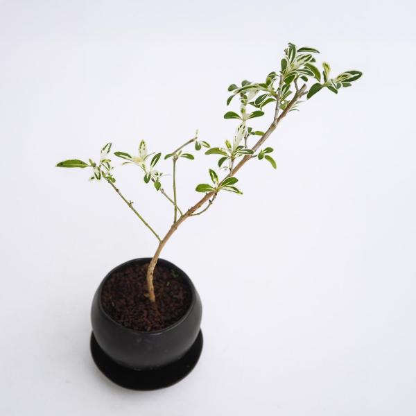 商品発送元："ITANSE農園セレクト通販"Healthy Herb &amp; Plants &amp; Foフラワー・ガーデニング、植木・盆栽・果樹【品種特徴】常緑低木で、春から初夏にかけて白い小さな花を多数咲かせます。葉は濃緑色で光沢...