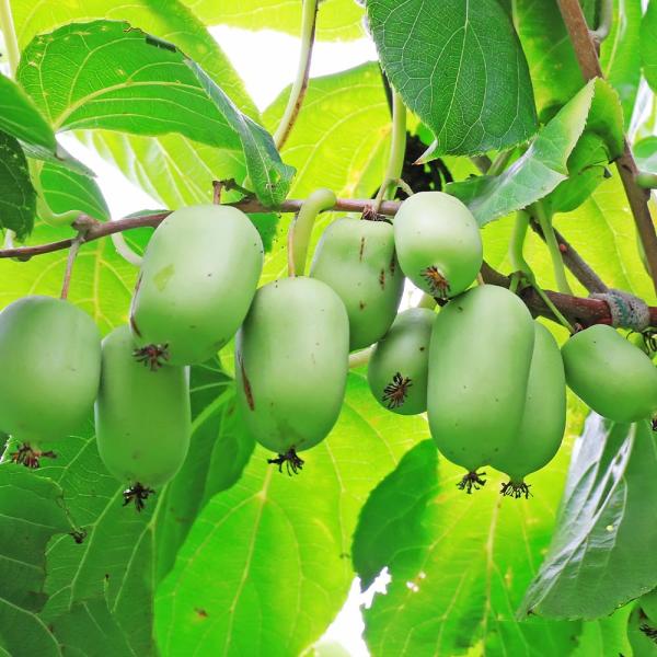 商品発送元："ITANSE農園セレクト通販"Healthy Herb &amp; Plants &amp; Foフラワー・ガーデニング、ガーデニング、苗物、野菜【品種特徴】ジャンボサルナシ(大実サルナシ)は、サルナシの中でも特に大きめの果実...