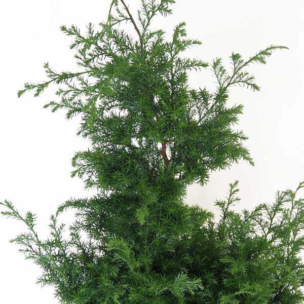 商品発送元："ITANSE農園セレクト通販"Healthy Herb &amp; Plants &amp; Foフラワー・ガーデニング、植木・盆栽・果樹【品種特徴】ヒムロスギ(姫榁杉)は、やや灰色がかった緑色〜青緑色をしており、触れるとチク...