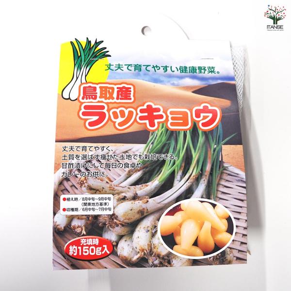 商品発送元："ITANSE農園セレクト通販"Healthy Herb &amp; Plants &amp; Foフラワー・ガーデニング、ガーデニング、種子・球根、野菜【品種特徴】鳥取県産のらっきょうは、水はけの良い砂質土壌で育ち、球が大きく...