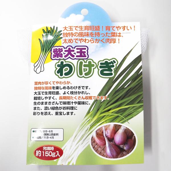 商品発送元："ITANSE農園セレクト通販"Healthy Herb &amp; Plants &amp; Foフラワー・ガーデニング、ガーデニング、種子・球根、野菜【品種特徴】 大玉で生育旺盛、よく枝分かれして育てやすいわけぎです。 葉は...