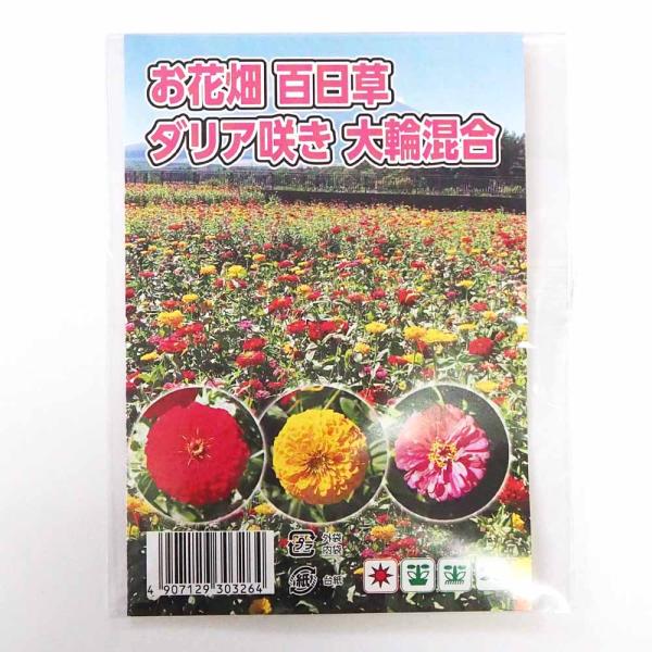 商品発送元："ITANSE農園セレクト通販"Healthy Herb &amp; Plants &amp; Foフラワー・ガーデニング、ガーデニング、種子・球根、野菜【品種特徴】花径10cm前後の華やかな八重咲きの大輪花が、真夏の暑さの中で...