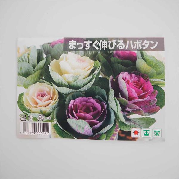 商品発送元："ITANSE農園セレクト通販"Healthy Herb &amp; Plants &amp; Foフラワー・ガーデニング、ガーデニング、種子・球根、野菜【品種特徴】クリスマスや正月飾りに根強い人気がある切り花用品種です。葉は小...