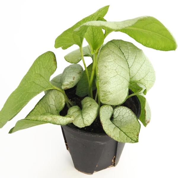 商品発送元："ITANSE農園セレクト通販"Healthy Herb &amp; Plants &amp; Foフラワー・ガーデニング、ガーデニング、苗物、花【品種特徴】 ブルンネラ アレキサンドリアは、銀色の葉色が美しい、葉も花も楽しめる...