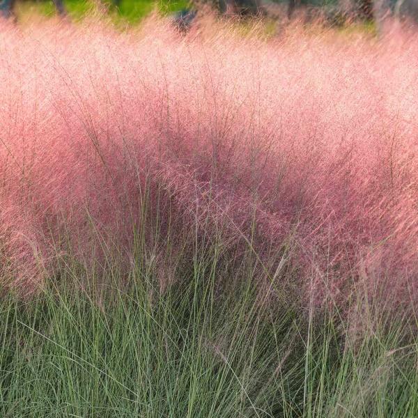 商品発送元："ITANSE農園セレクト通販"Healthy Herb &amp; Plants &amp; Foフラワー・ガーデニング、ガーデニング、苗物、花【品種特徴】ミューレンベルギア カピラリスは、ふわふわとした赤い花穂が特徴のオーナ...