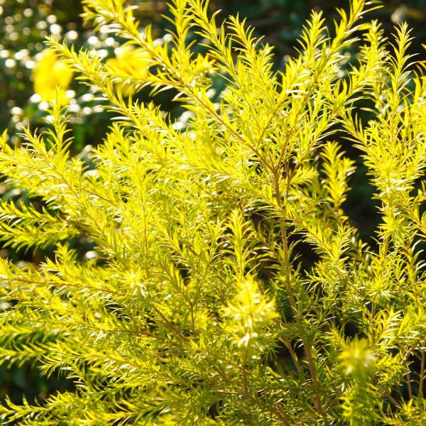 商品発送元："ITANSE農園セレクト通販"Healthy Herb &amp; Plants &amp; Foフラワー・ガーデニング、植木・盆栽・果樹【品種特徴】 メラレウカ レボリューションゴールドは、オーストラリア原産のネイティブプラ...