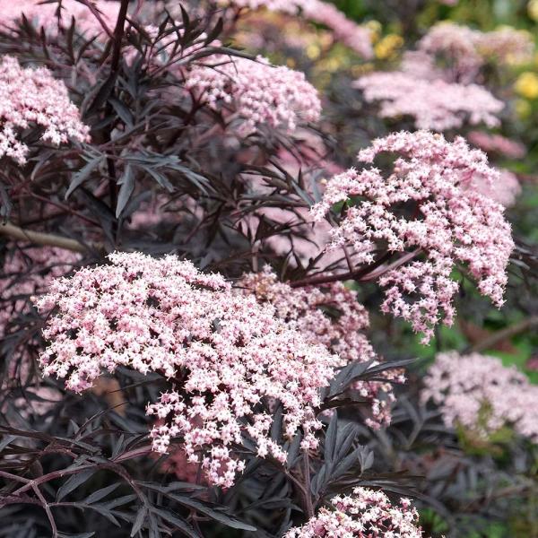 商品発送元："ITANSE農園セレクト通販"Healthy Herb &amp; Plants &amp; Foフラワー・ガーデニング、植木・盆栽・果樹【EVA登録品種/登録番号：第25633号/海外への持出や営利目的の増殖は禁止されていま...