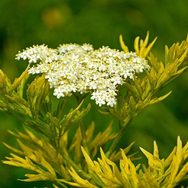 商品発送元："ITANSE農園セレクト通販"Healthy Herb &amp; Plants &amp; Foフラワー・ガーデニング、植木・盆栽・果樹【種苗法出願品種/出願番号：第25633号/海外への持出や営利目的の増殖は禁止されていま...