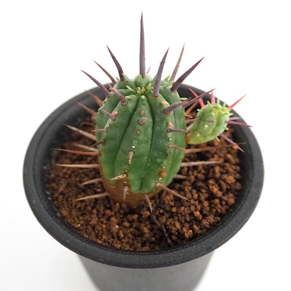 商品発送元："ITANSE農園セレクト通販"Healthy Herb &amp; Plants &amp; Foフラワー・ガーデニング、観葉植物【品種特徴】フェロックスは、南アフリカ・ケープ地方原産の多肉植物で、球状の茎に放射状に伸びる鋭い...