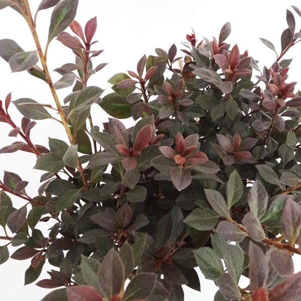 商品発送元："ITANSE農園セレクト通販"Healthy Herb &amp; Plants &amp; Foフラワー・ガーデニング、植木・盆栽・果樹【品種特徴】 赤葉ツツジ カッパーエバーは、年間を通して美しい葉色が楽しめるつつじです。...