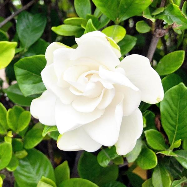 商品発送元："ITANSE農園セレクト通販"Healthy Herb &amp; Plants &amp; Foフラワー・ガーデニング、植木・盆栽・果樹【品種特徴】三大香木の一つで、春の沈丁花(ジンチョウゲ)、夏の梔子(クチナシ)、秋の金木...