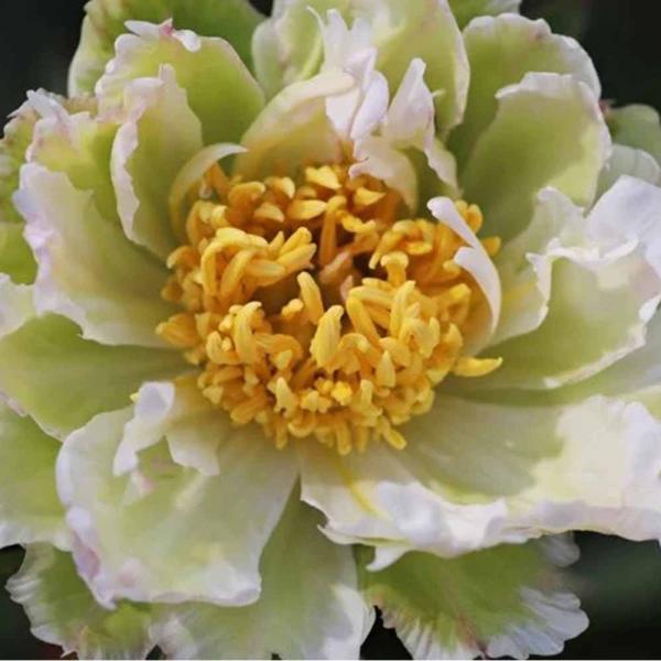 商品発送元："ITANSE農園セレクト通販"Healthy Herb &amp; Plants &amp; Foフラワー・ガーデニング、植木・盆栽・果樹【品種特徴】グリーンハローは、アメリカ育成の珍しいグリーン系シャクヤクで、中心部に黄緑色...