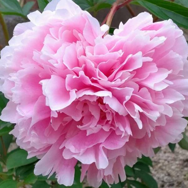 商品発送元："ITANSE農園セレクト通販"Healthy Herb &amp; Plants &amp; Foフラワー・ガーデニング、植木・盆栽・果樹【品種特徴】プレジデント・ウェルソン(ウィルソン)は、淡い桃色の大輪花を咲かせる非常に華...