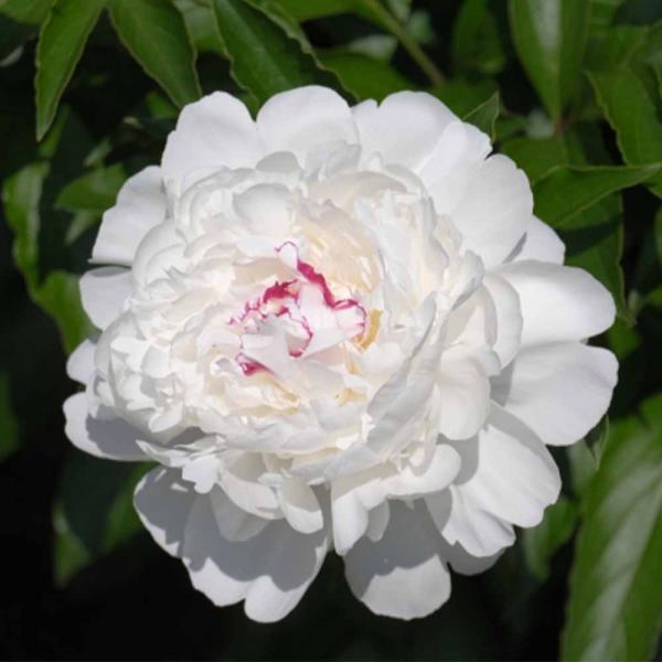 商品発送元："ITANSE農園セレクト通販"Healthy Herb &amp; Plants &amp; Foフラワー・ガーデニング、植木・盆栽・果樹【品種特徴】 ラテンドールは、フランス生まれの洋種シャクヤクで、純白の花びらに中心部の縁...