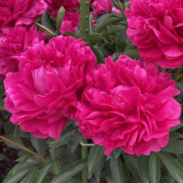 商品発送元："ITANSE農園セレクト通販"Healthy Herb &amp; Plants &amp; Foフラワー・ガーデニング、植木・盆栽・果樹【品種特徴】 リチャードカーバーは、アメリカ育成の洋種シャクヤクで、濃いローズピンク〜赤...