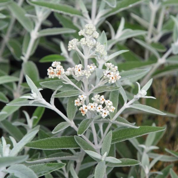 商品発送元："ITANSE農園セレクト通販"Healthy Herb &amp; Plants &amp; Foフラワー・ガーデニング、植木・盆栽・果樹【品種特徴】 シルバーアニバーサリーは、白花とシルバーリーフが美しいブッドレアの園芸品種...