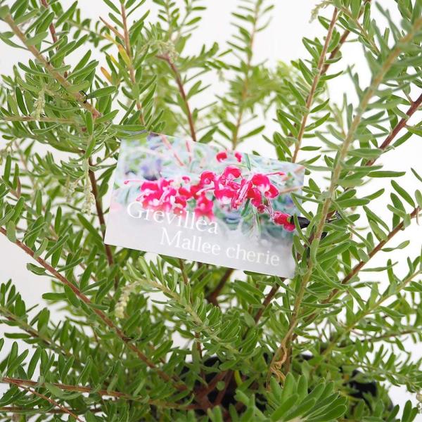 商品発送元："ITANSE農園セレクト通販"Healthy Herb &amp; Plants &amp; Foフラワー・ガーデニング、植木・盆栽・果樹【品種特徴】 マリーチェリーは、グレビレアの中でも特に花付きが良い人気品種です。 ピンク...