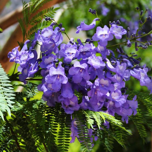 商品発送元："ITANSE農園セレクト通販"Healthy Herb &amp; Plants &amp; Foフラワー・ガーデニング、植木・盆栽・果樹【PVP登録品種名：酒井04/登録番号 第26767号/海外への持出や営利目的の増殖は禁...