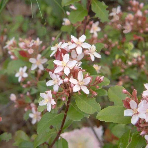 商品発送元："ITANSE農園セレクト通販"Healthy Herb &amp; Plants &amp; Foフラワー・ガーデニング、植木・盆栽・果樹【品種特徴】ヒメシャリンバイは、シャリンバイの矮性(わいせい)品種で、葉や樹形が全体的に...