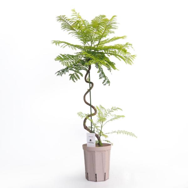 商品発送元："ITANSE農園セレクト通販"Healthy Herb &amp; Plants &amp; Foフラワー・ガーデニング、ガーデニング、苗物、花【品種特徴】 室内に置きっぱなしにすると日照不足で生育不良になるため、温度のある季...