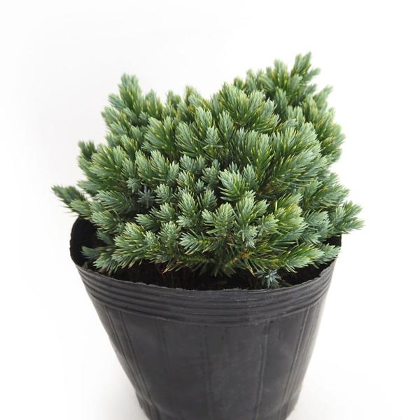 商品発送元："ITANSE農園セレクト通販"Healthy Herb &amp; Plants &amp; Foフラワー・ガーデニング、植木・盆栽・果樹【品種特徴】ブルースターは、星のような形に広がる葉と、美しいシルバーブルーの葉色が魅力的...