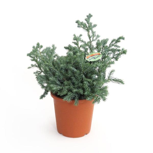 商品発送元："ITANSE農園セレクト通販"Healthy Herb &amp; Plants &amp; Foフラワー・ガーデニング、植木・盆栽・果樹【品種特徴】ブルーバードは、ボールバードの改良品種とされ、より青みが強く、美しい銀青色の...