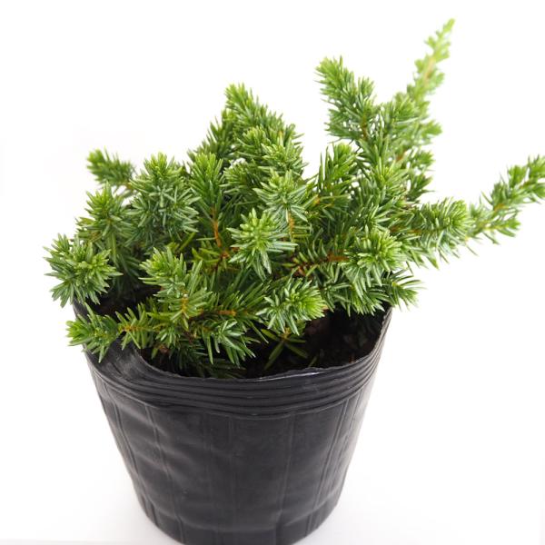 商品発送元："ITANSE農園セレクト通販"Healthy Herb &amp; Plants &amp; Foフラワー・ガーデニング、植木・盆栽・果樹【品種特徴】ブルーパシフィックは、地面を這うように広がる、グランドカバーに最適なコニファ...