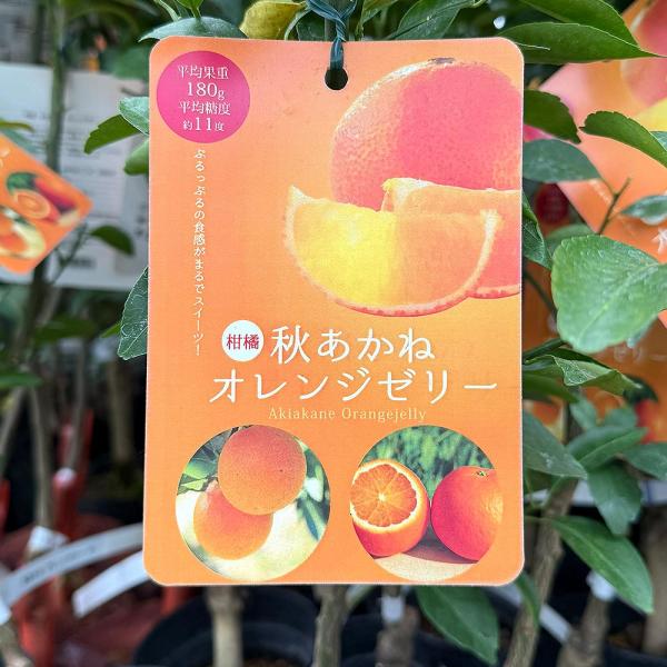 商品発送元："ITANSE農園セレクト通販"Healthy Herb &amp; Plants &amp; Foフラワー・ガーデニング、ガーデニング、苗物、その他【品種特徴】秋あかねオレンジゼリーは、その名の通り、ぷるっぷるの食感がまるでゼ...
