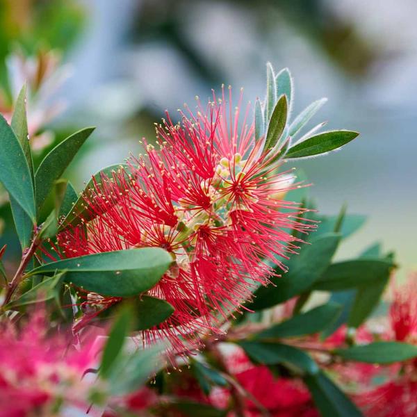 商品発送元："ITANSE農園セレクト通販"Healthy Herb &amp; Plants &amp; Foフラワー・ガーデニング、植木・盆栽・果樹【品種特徴】 まるでボトルを洗うブラシのような、ユニークで美しい赤い花を咲かせるカリステ...