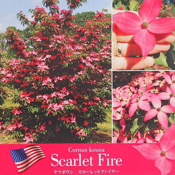 商品発送元："ITANSE農園セレクト通販"Healthy Herb &amp; Plants &amp; Foフラワー・ガーデニング、植木・盆栽・果樹【品種特徴】 スカーレットファイヤーは、アメリカのラトガー大学で育成された、これまでの赤...