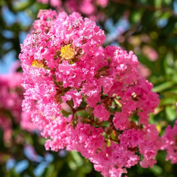 商品発送元："ITANSE農園セレクト通販"Healthy Herb &amp; Plants &amp; Foフラワー・ガーデニング、植木・盆栽・果樹【品種特徴】ポコモックは、樹高が大きくならず、こんもりとコンパクトにまとまる矮性のサルス...